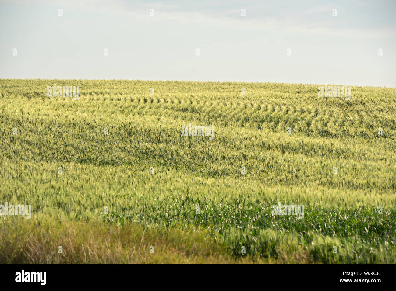 Wheat field rows on rolling hills in southern Saskatchewan Stock Photo ...