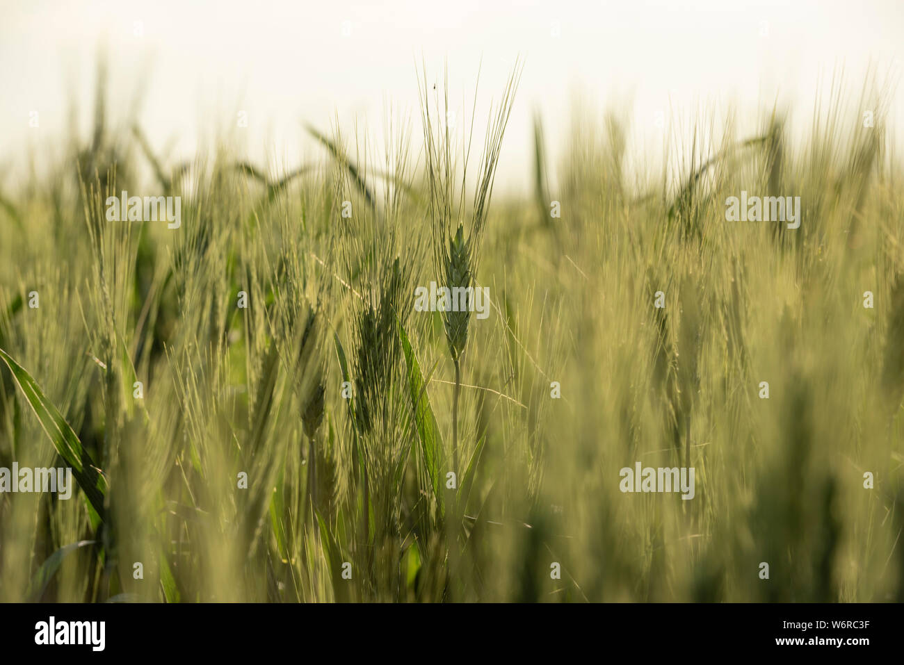 Saskatchewan wheat field hi-res stock photography and images - Alamy