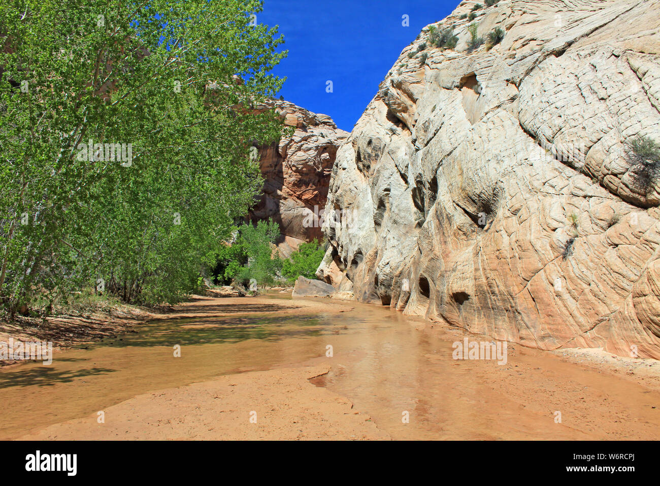 Canyon hackberry hi-res stock photography and images - Alamy