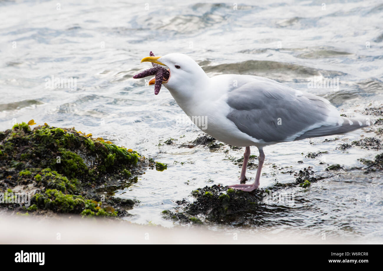 Seagull eating a starfish Stock Photo - Alamy