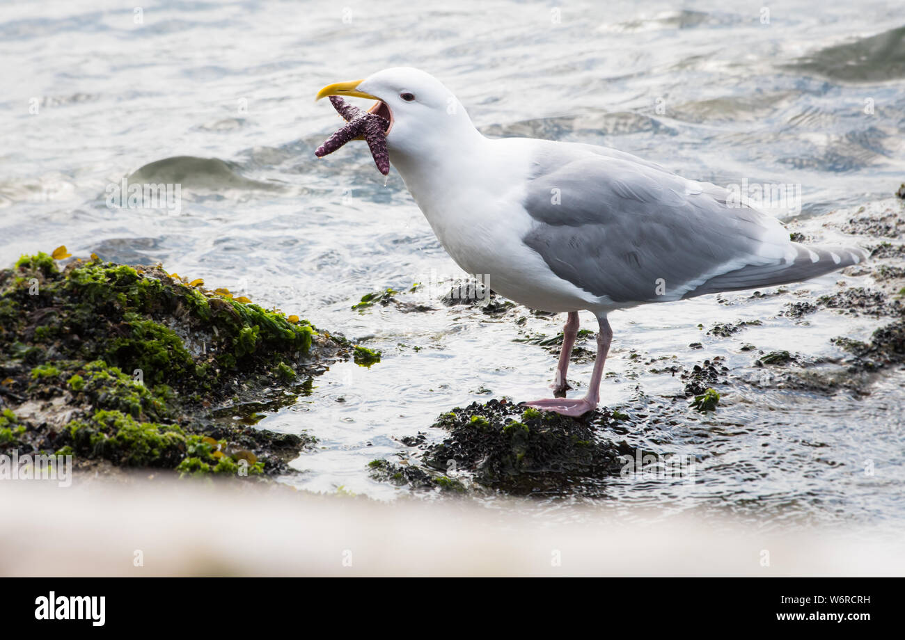 Seagull eating a starfish Stock Photo - Alamy