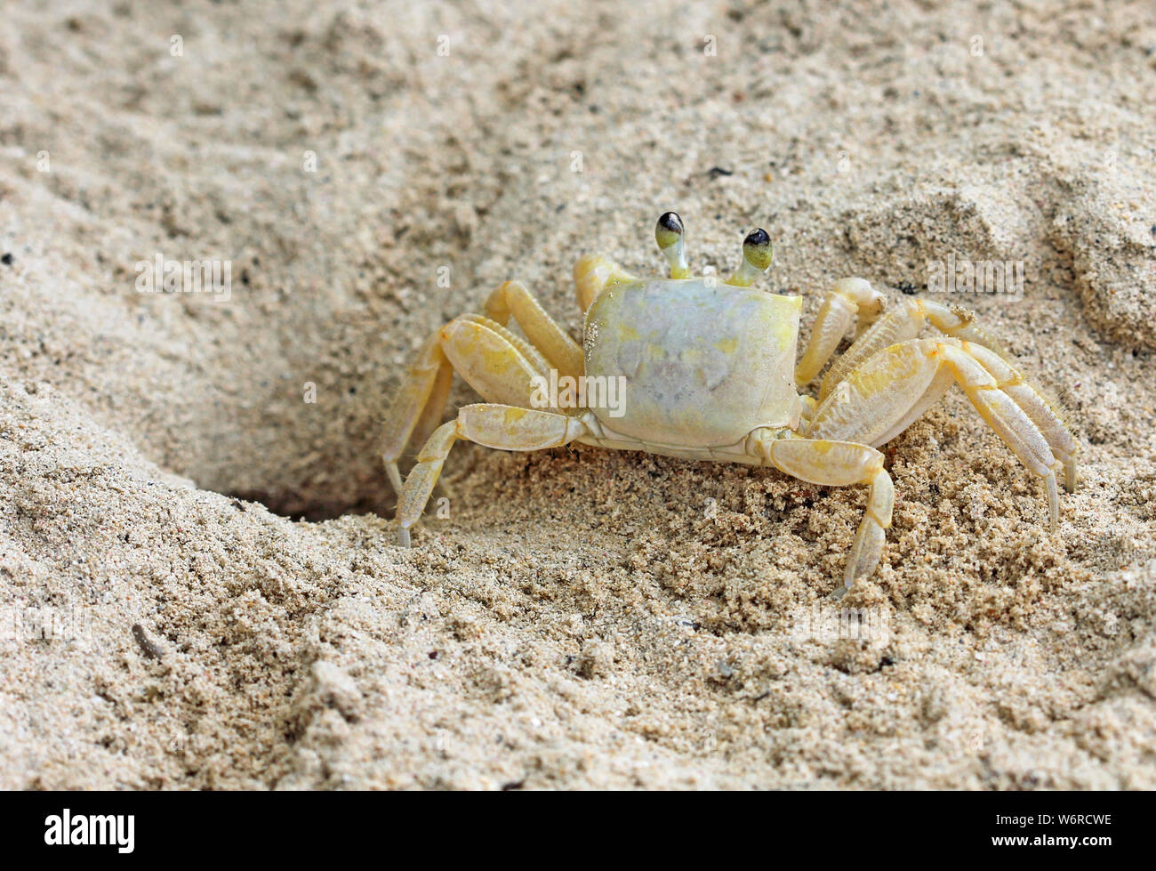 Crab back hi-res stock photography and images - Alamy