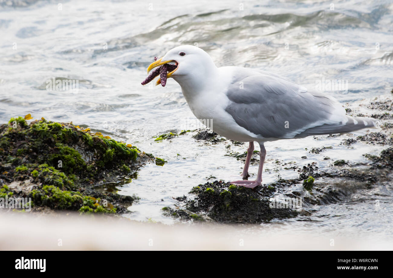 Seagull eating a starfish hi-res stock photography and images - Alamy