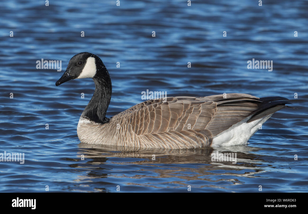 Arctic geese canada hi-res stock photography and images - Alamy
