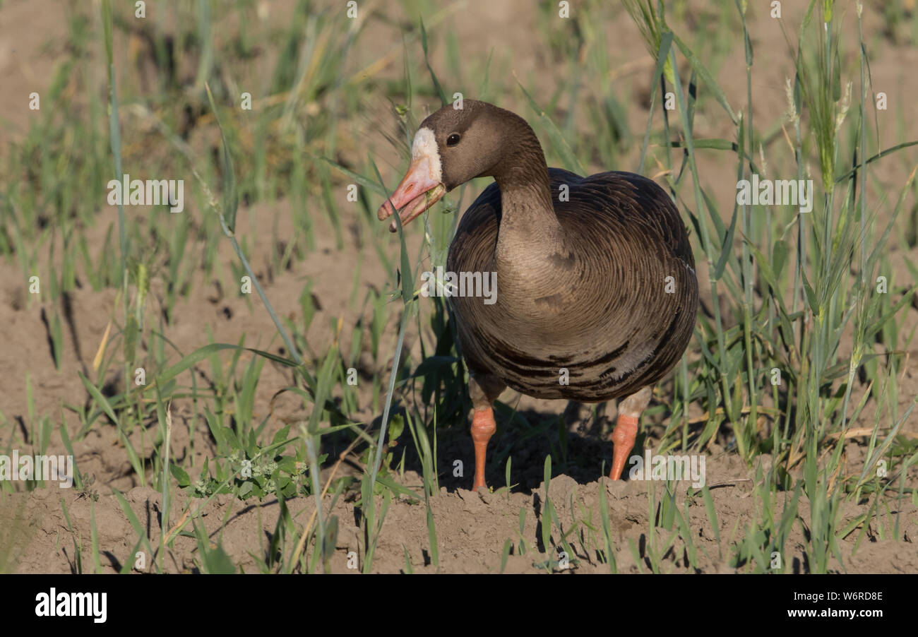 White-fronted or Speckle-belly Goose Stock Photo - Alamy