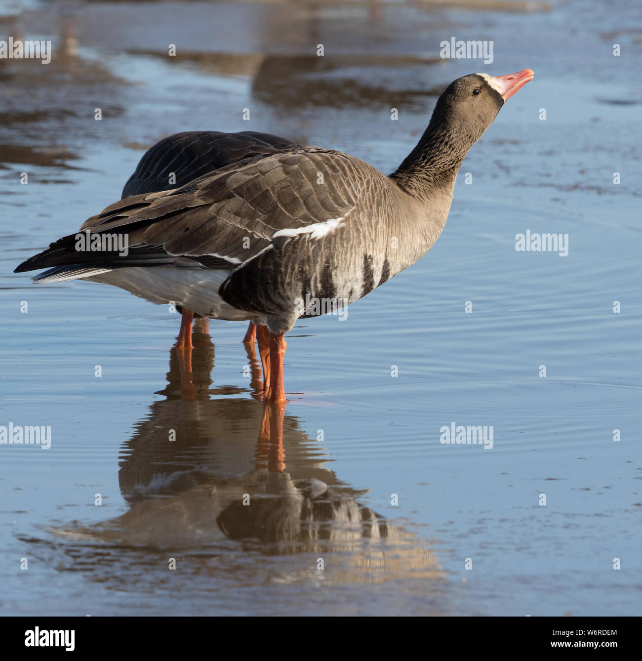 White-fronted or Speckle-belly Goose Stock Photo - Alamy