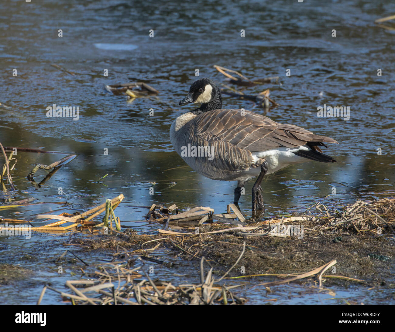 Geese migrate alaska hi-res stock photography and images - Alamy