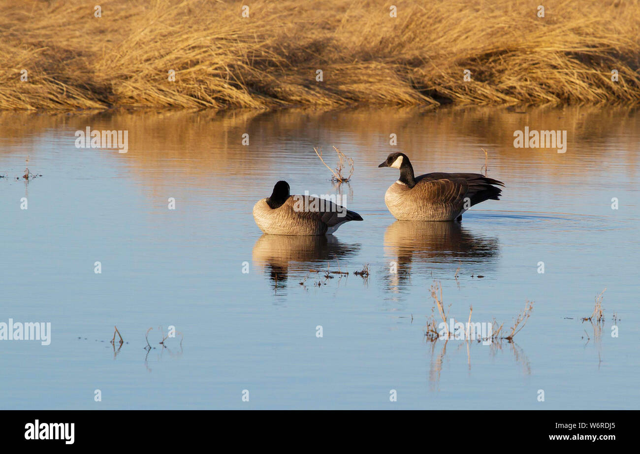 Geese migrate alaska hi-res stock photography and images - Alamy