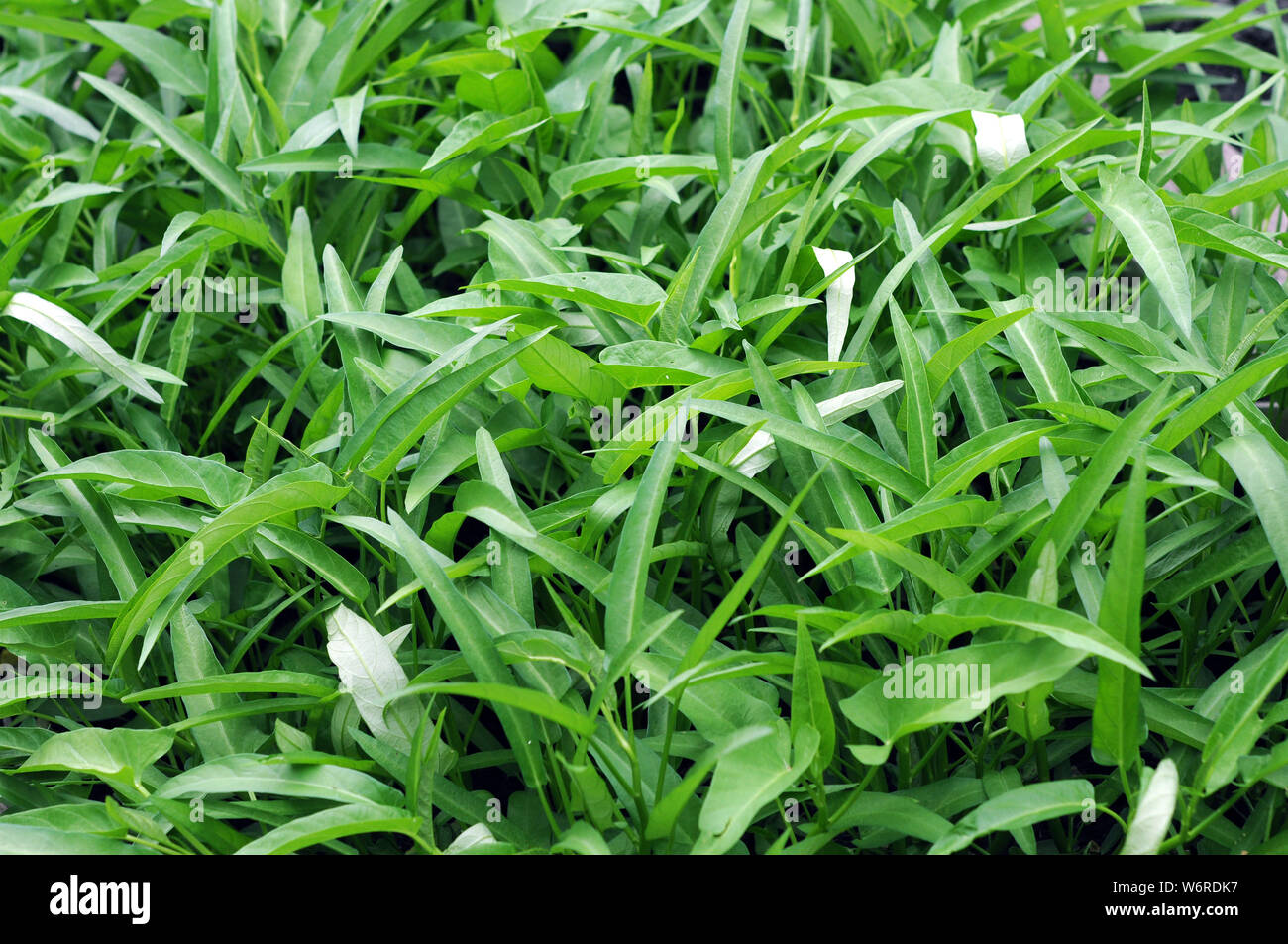 Ipomoea Aquatica trees in garden Stock Photo - Alamy