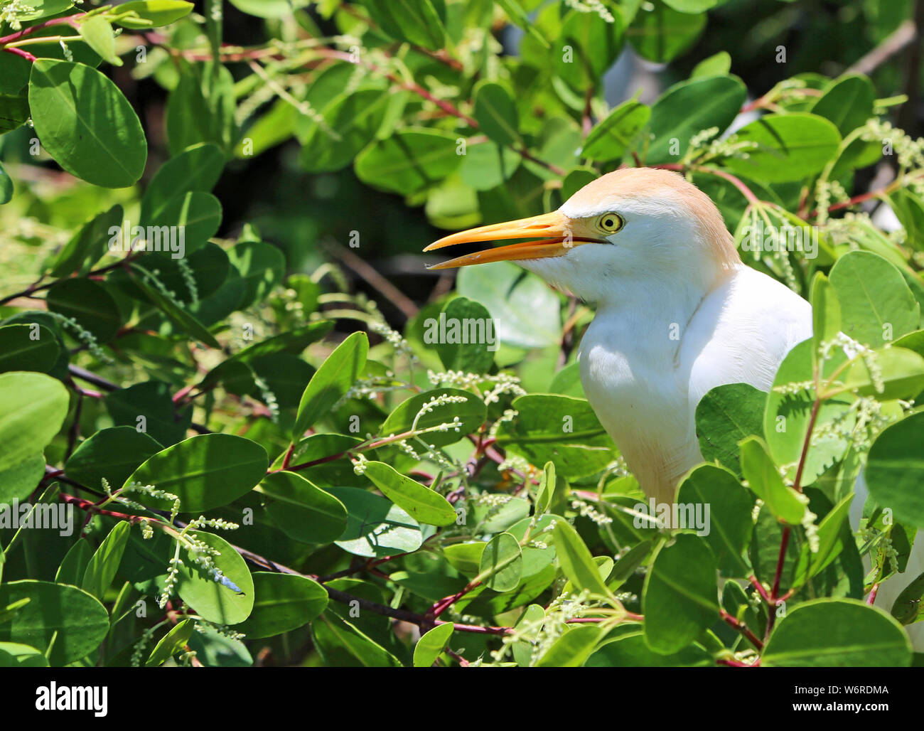 The Cattle Egret on mangrove tree Stock Photo - Alamy