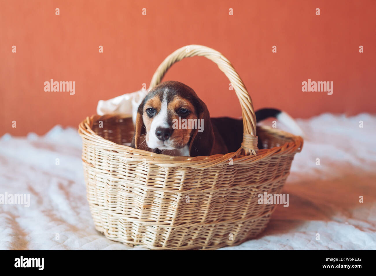 Beagle puppy basket hi-res stock photography and images - Alamy
