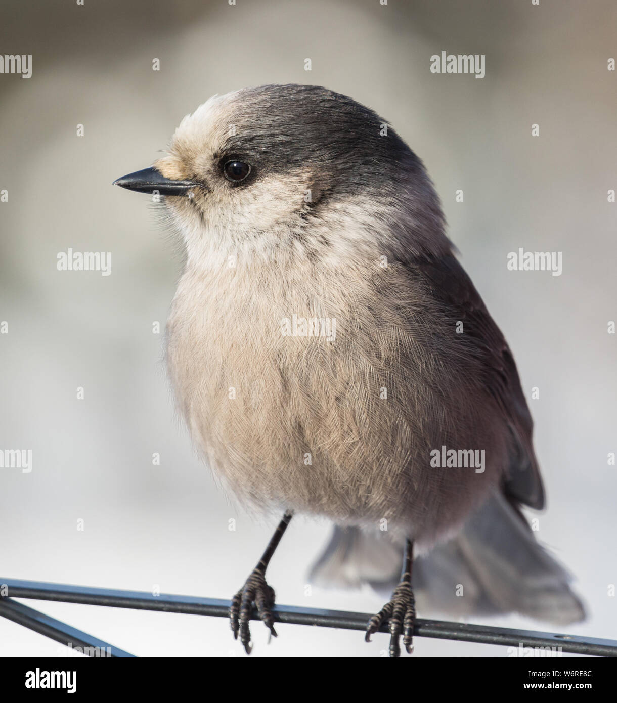 Grey jay feather hi-res stock photography and images - Alamy