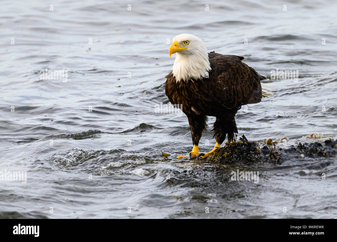 Bald eagle in the ocean Stock Photo - Alamy