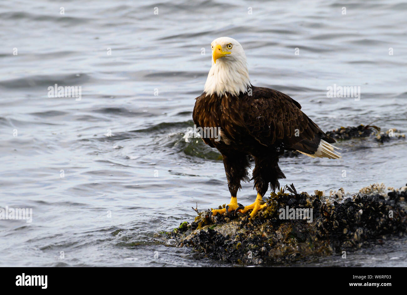 Bald eagle in the ocean Stock Photo - Alamy