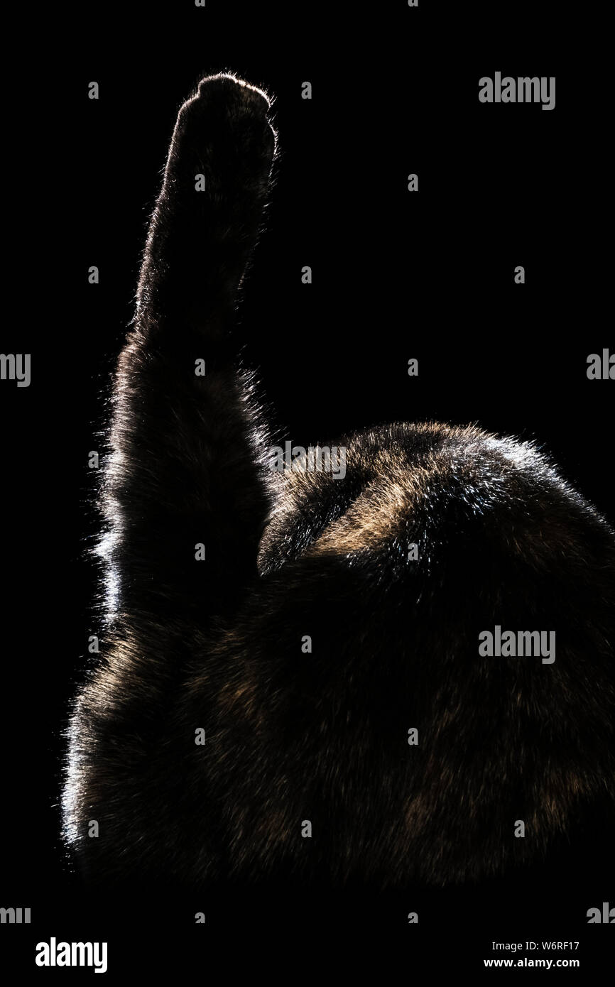 One leg raised back hi-res stock photography and images - Alamy