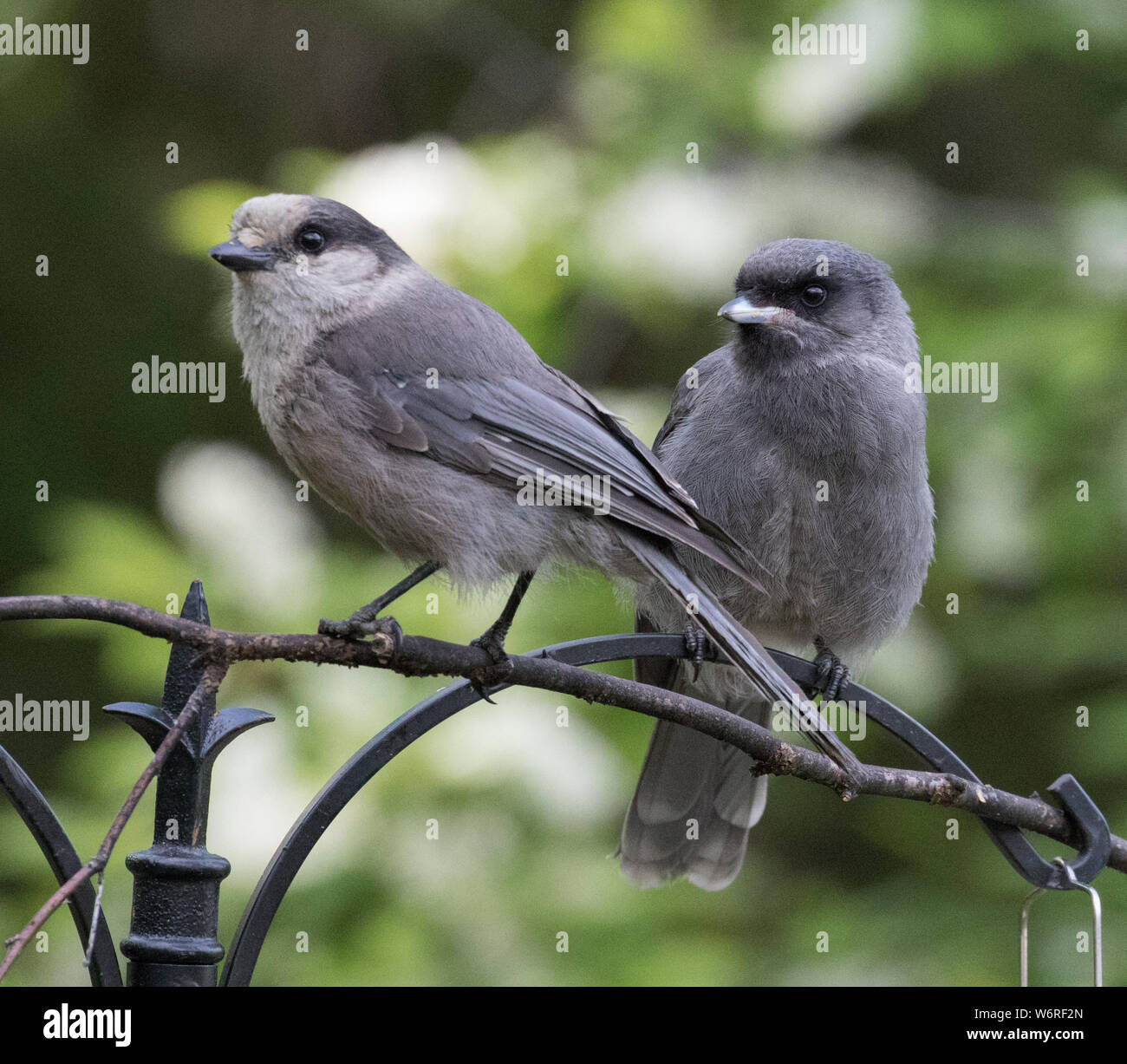 Jay fledgling hi-res stock photography and images - Alamy