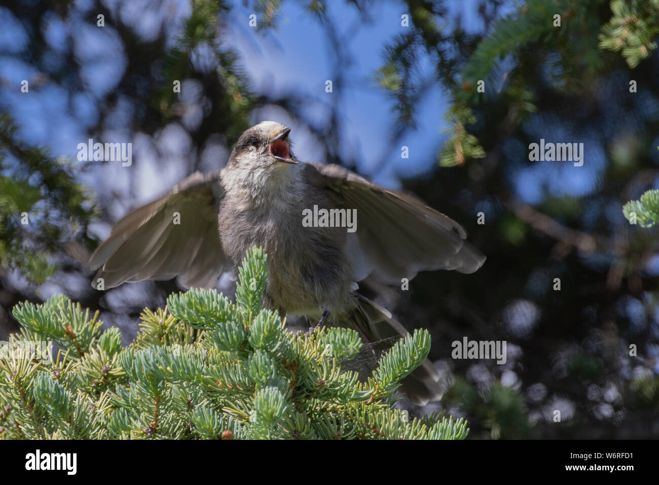 Canada jay perisoreus canadensis calling hi-res stock photography and ...