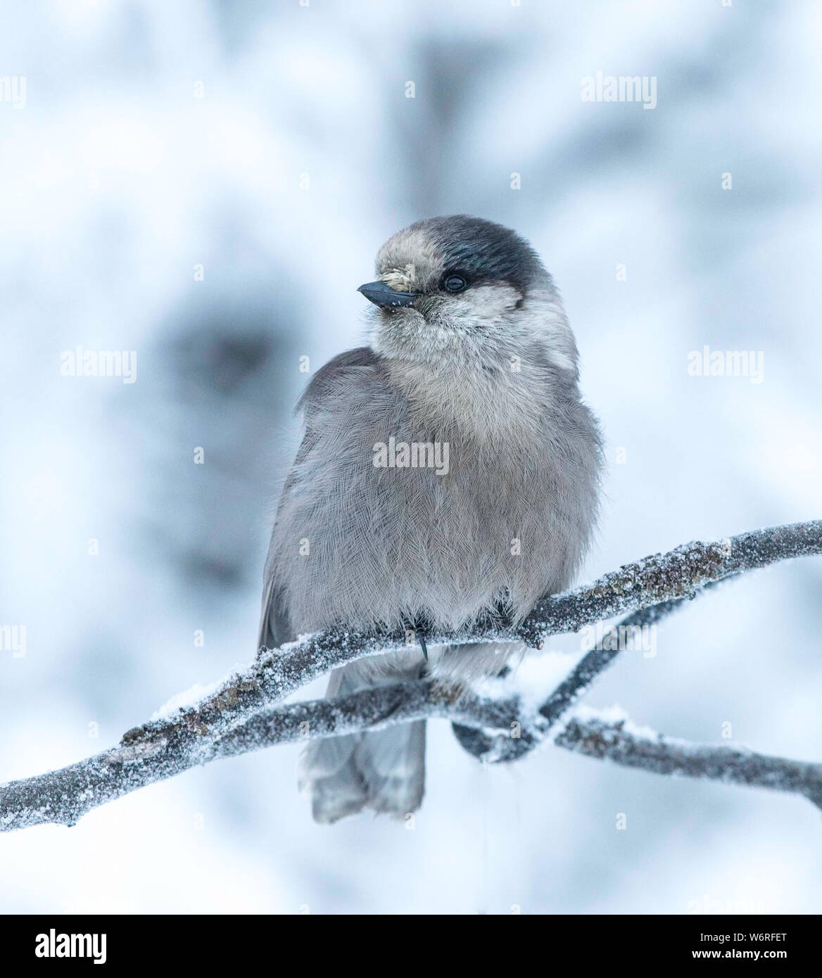 Grey jay animal wing hi-res stock photography and images - Alamy