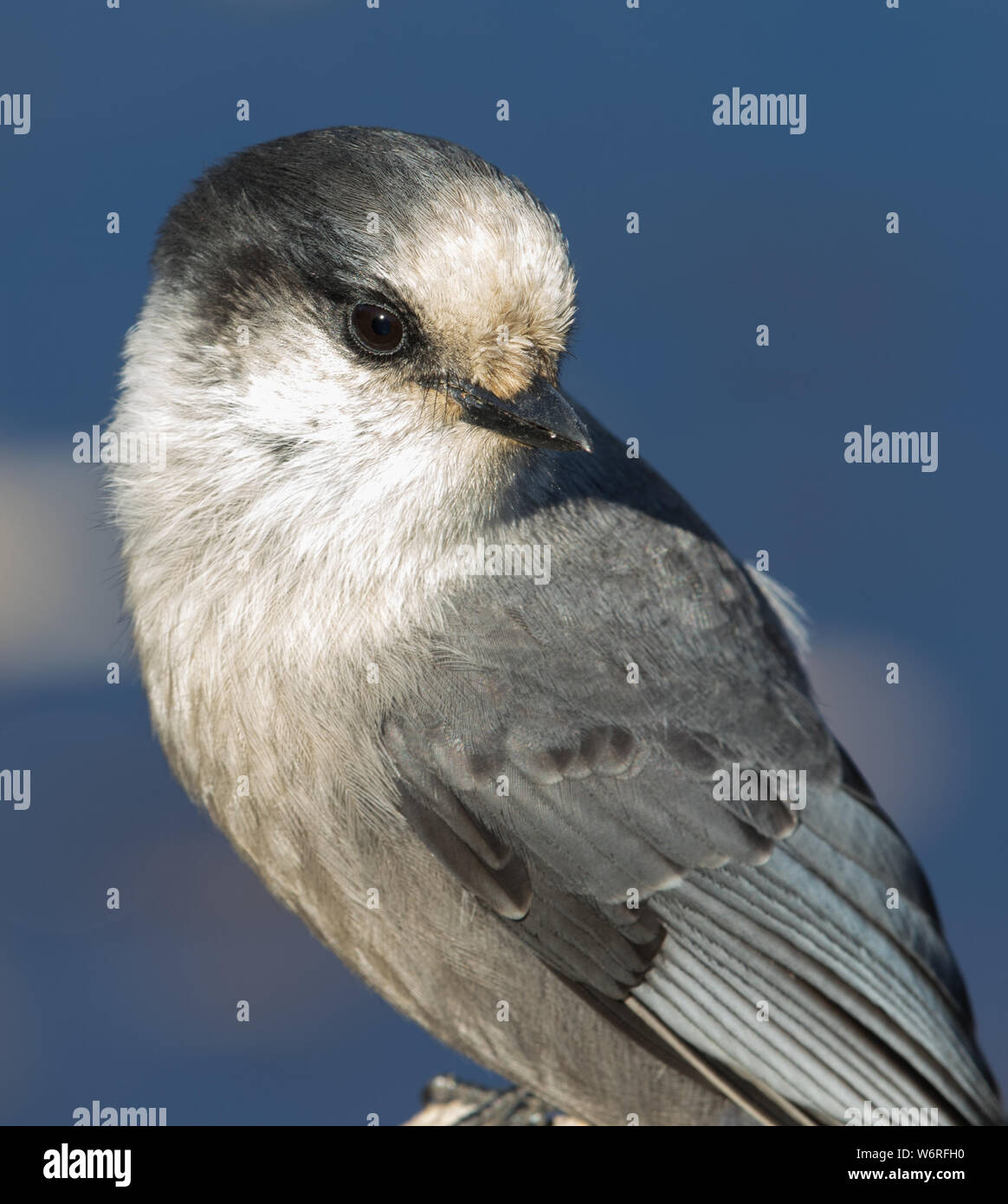 Gray Jay or Canada jay Stock Photo - Alamy