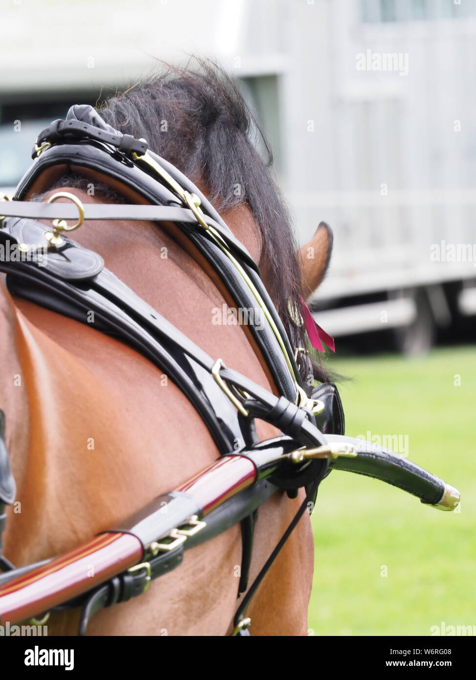 A bay welsh cob in full driving harness Stock Photo - Alamy