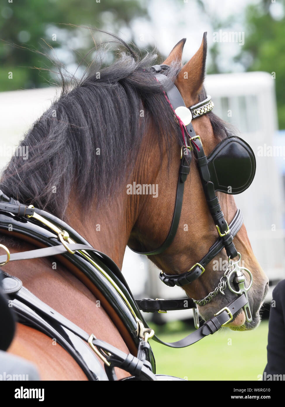 A bay welsh cob in full driving harness Stock Photo - Alamy