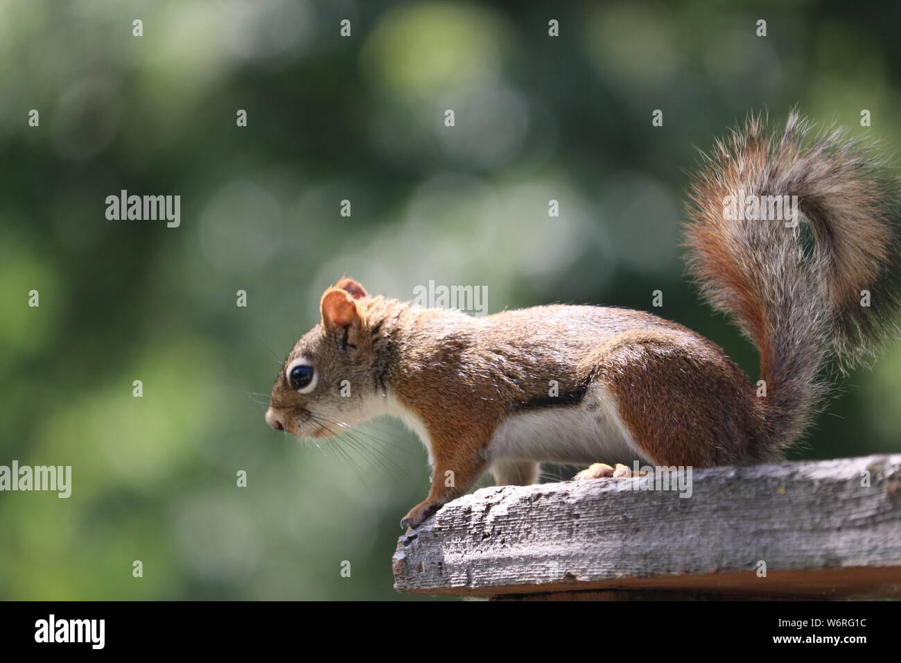 Playful wildlife hi-res stock photography and images - Alamy