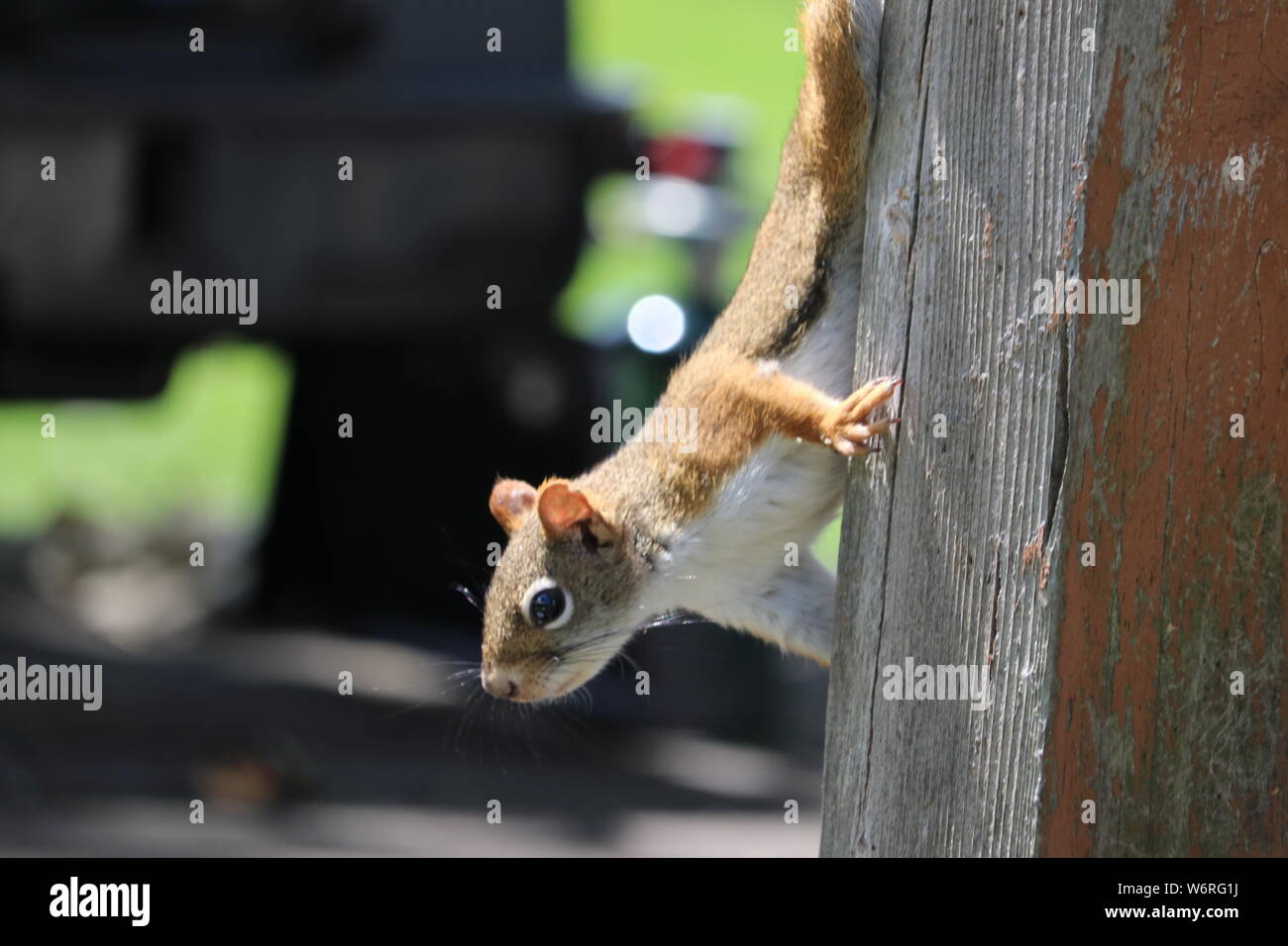 Funny red squirrels hi-res stock photography and images - Alamy