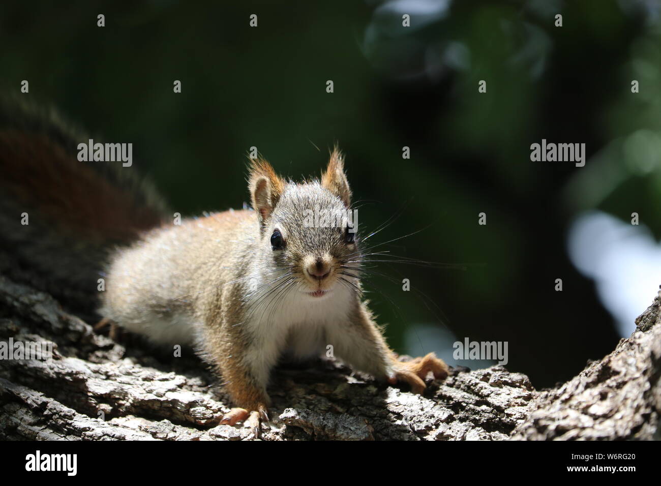 Playful and curious hi-res stock photography and images - Alamy