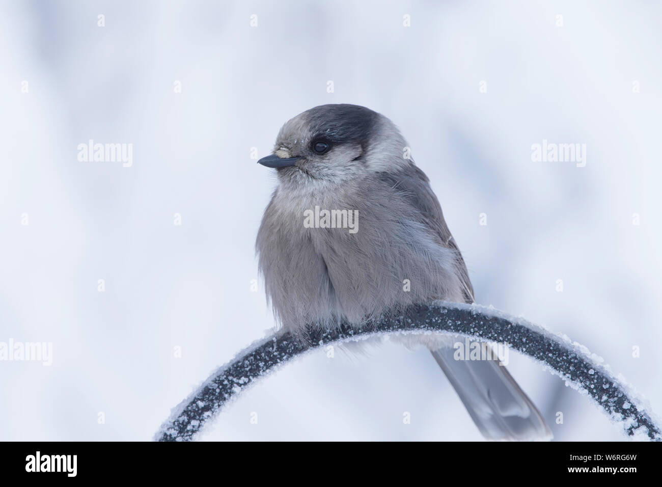 Grey jay animal wing hi-res stock photography and images - Alamy