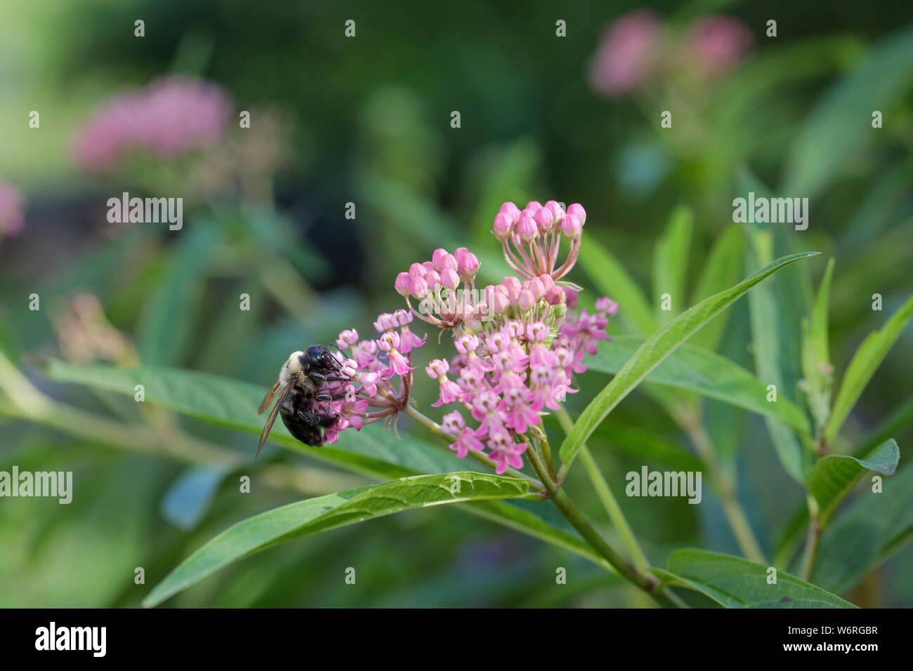 Swamp milkweed hi-res stock photography and images - Alamy