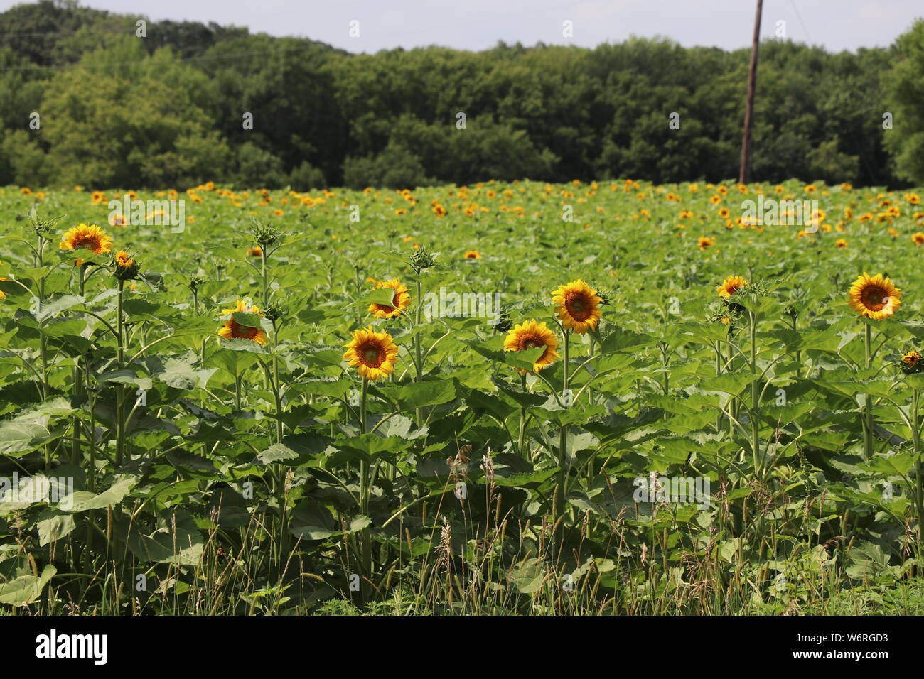 Bright yellow gold sunflowers hi-res stock photography and images - Alamy