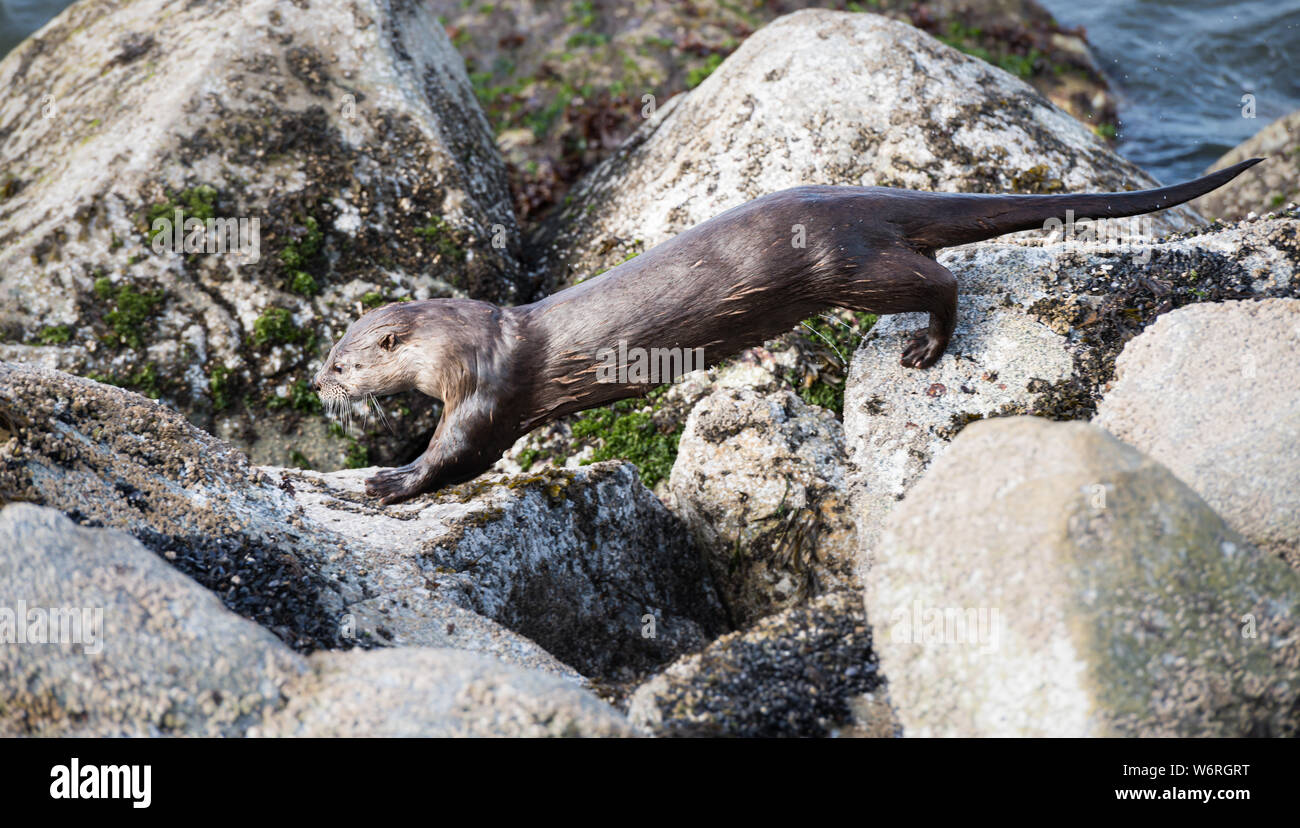 River otter in the wild Stock Photo - Alamy