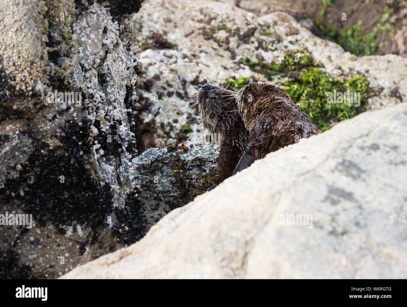 River otter in the wild Stock Photo - Alamy