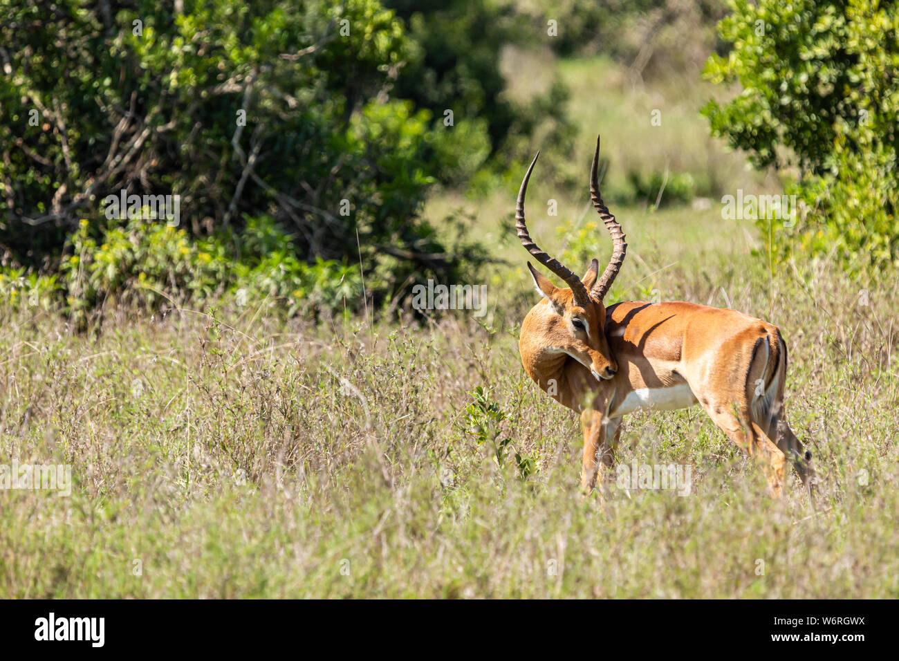 Single animal animals tourism travel hi-res stock photography and ...