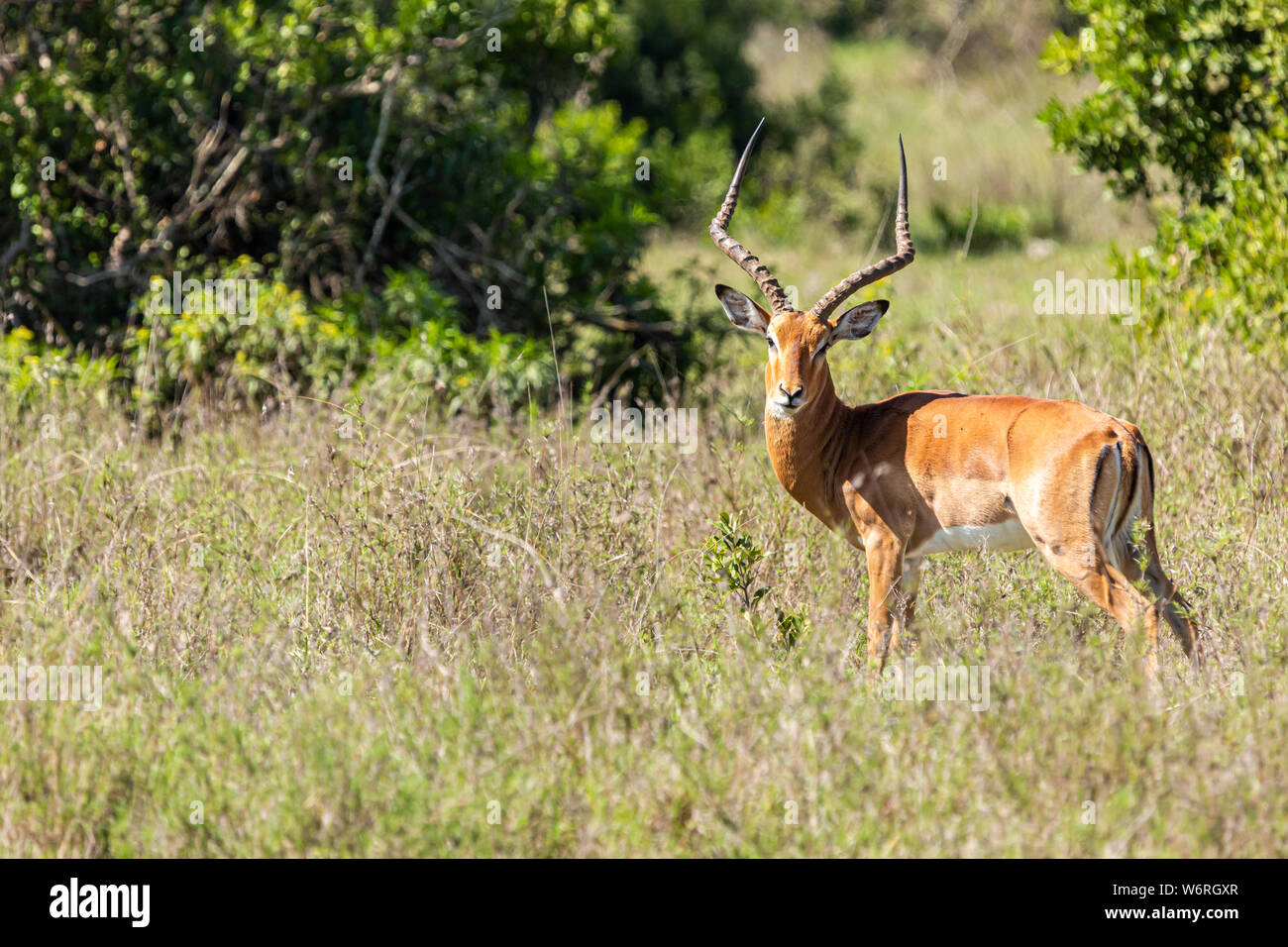 Adult Impala High Resolution Stock Photography and Images - Alamy