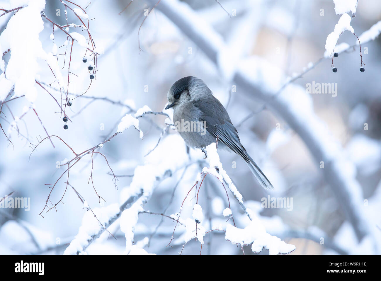 Perisoreus canadensis berry hi-res stock photography and images - Alamy