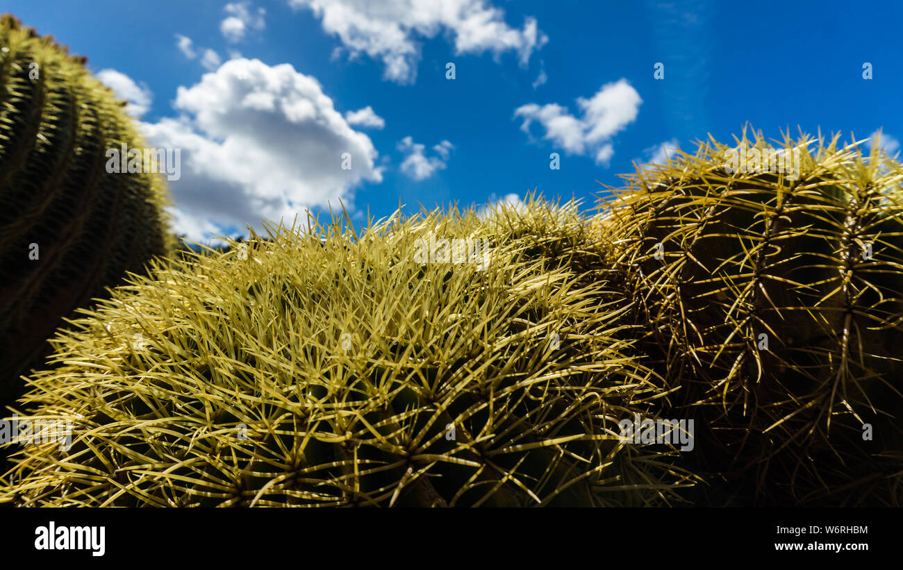 Cactus green plant hi-res stock photography and images - Alamy