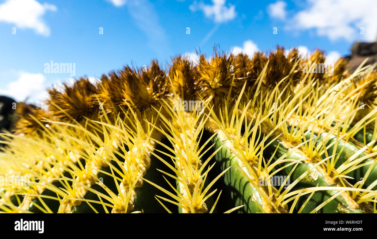 round cactus 2 Stock Photo - Alamy