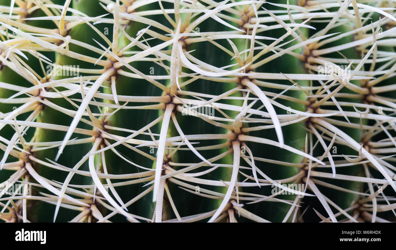 close up cactus 6 Stock Photo - Alamy