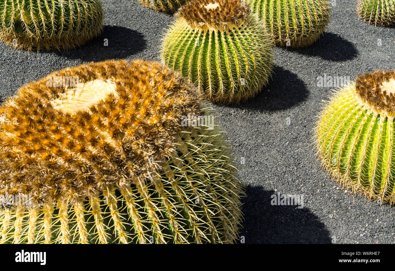 Round cactus hi-res stock photography and images - Alamy