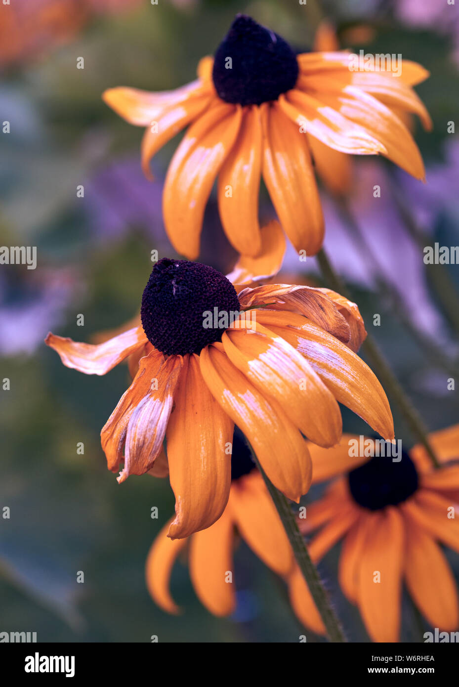 Fading to yellow hi-res stock photography and images - Alamy
