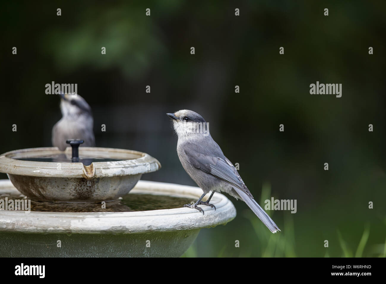 Gray Jay or Canada jay Stock Photo - Alamy