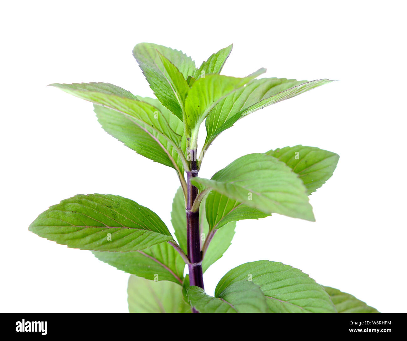 a branch of spicy mint isolated on white Stock Photo - Alamy