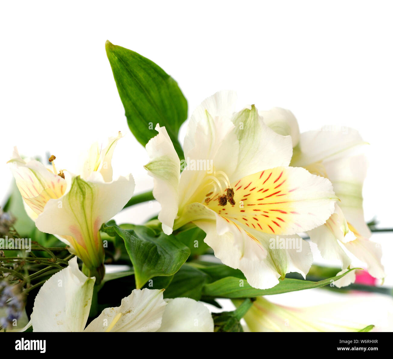 alstro flowers isolated on white background Stock Photo - Alamy