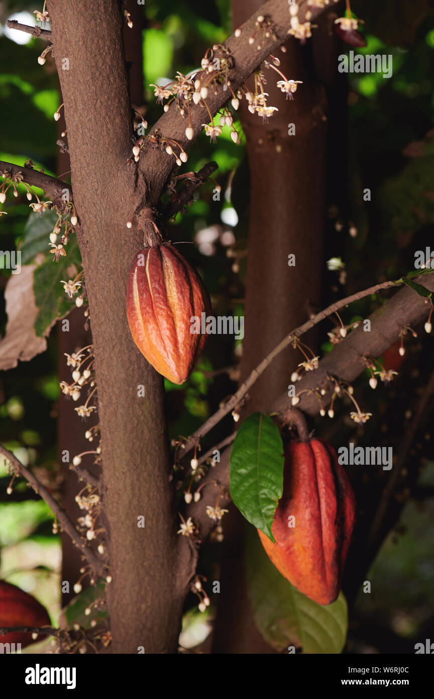 New growing cacao pods on tree branch close up view Stock Photo - Alamy