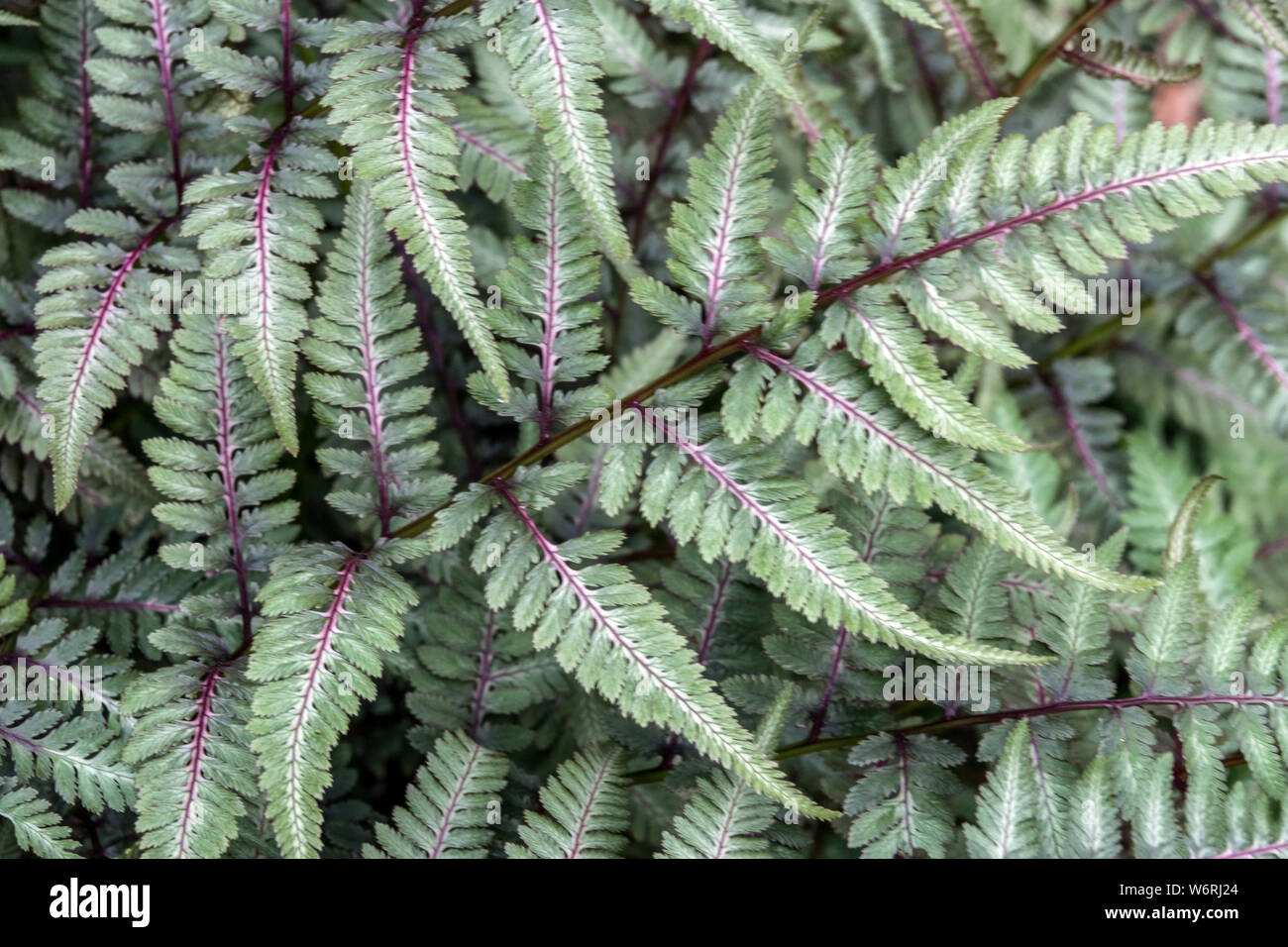 Japanese Painted Fern, Anisocampium niponicum "Red Beauty", beautiful ...