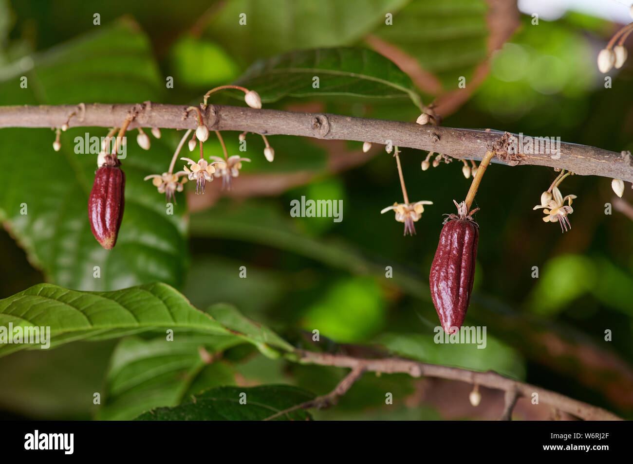 Two young cacao pods growing on farm tree close up view Stock Photo - Alamy