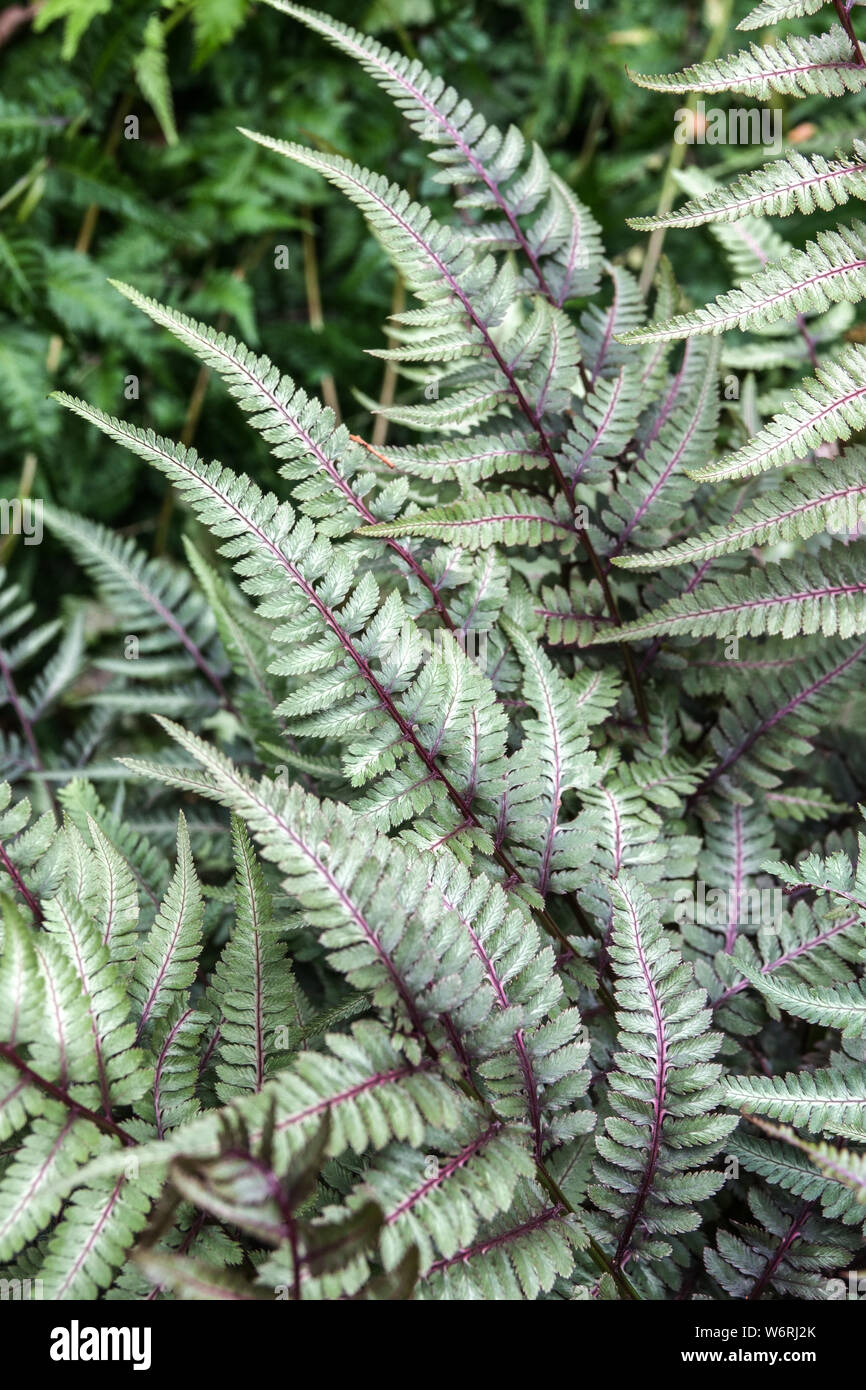 Fern garden japanese hi-res stock photography and images - Alamy