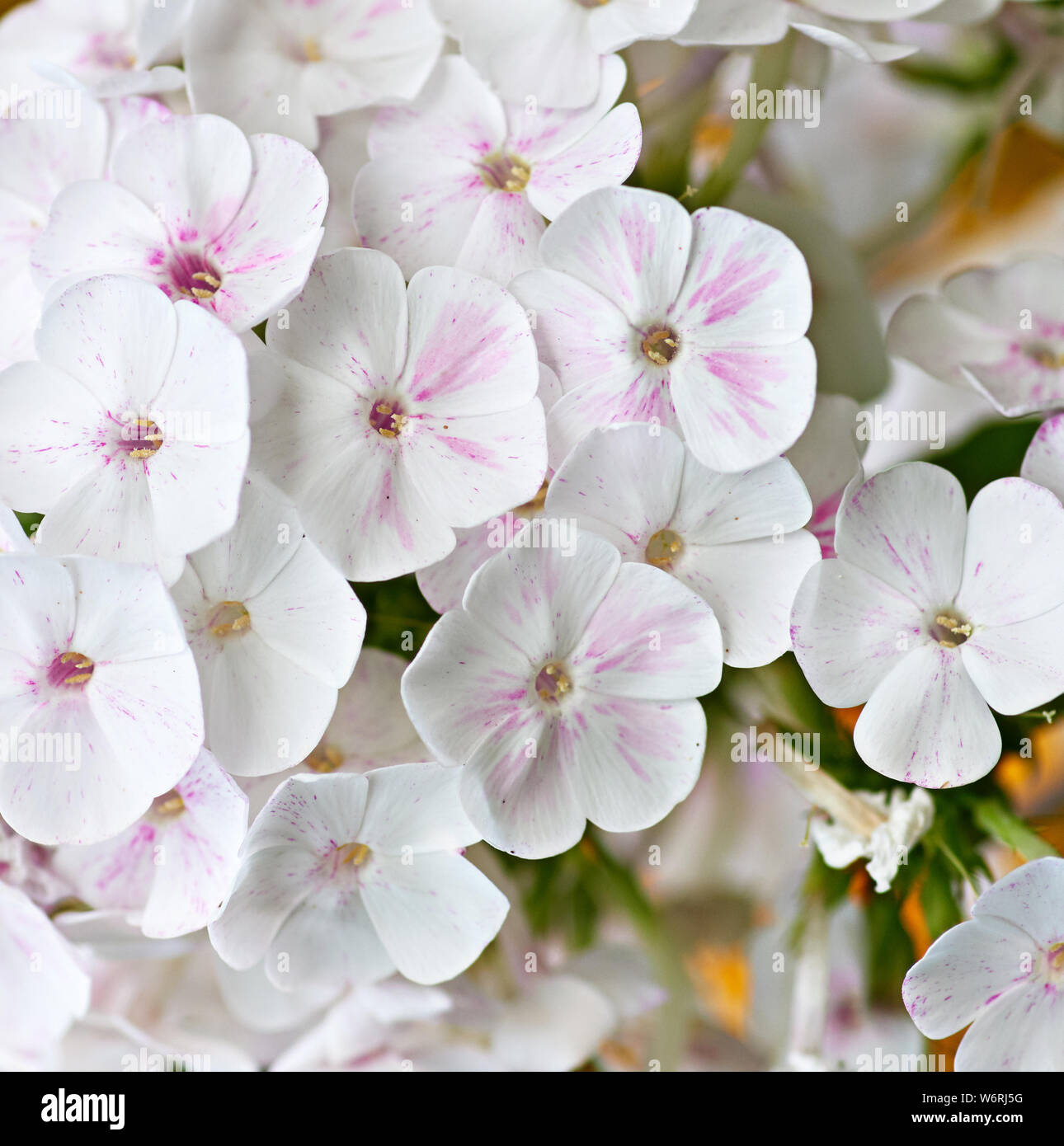 white blooming Phlox paniculata is a perennial herb, species of the ...