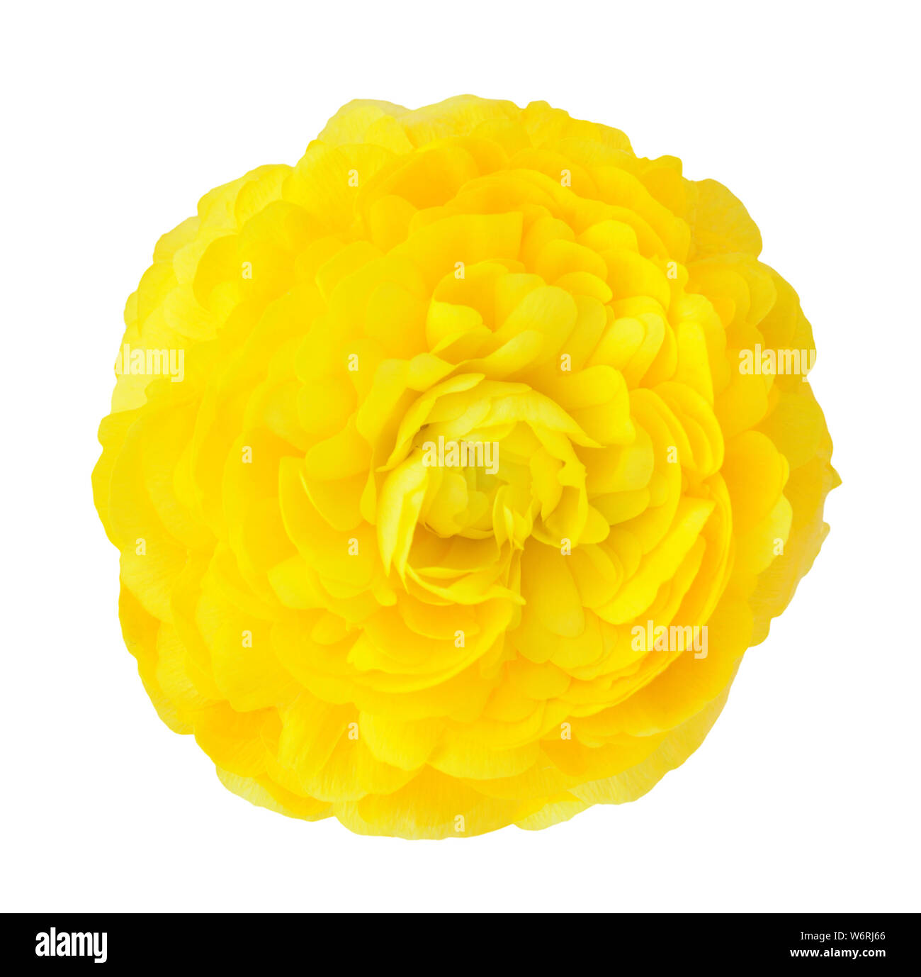 single yellow buttercup isolated on white background Stock Photo - Alamy
